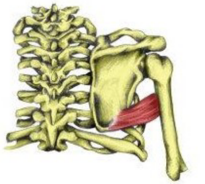 머슬업을 배워보자. 기초부터 응용. (약스압)