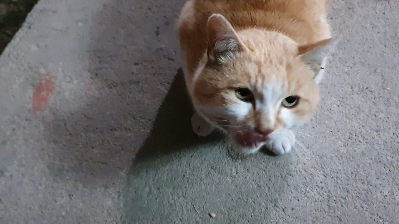 츄르를 처음 먹어보는 고양이