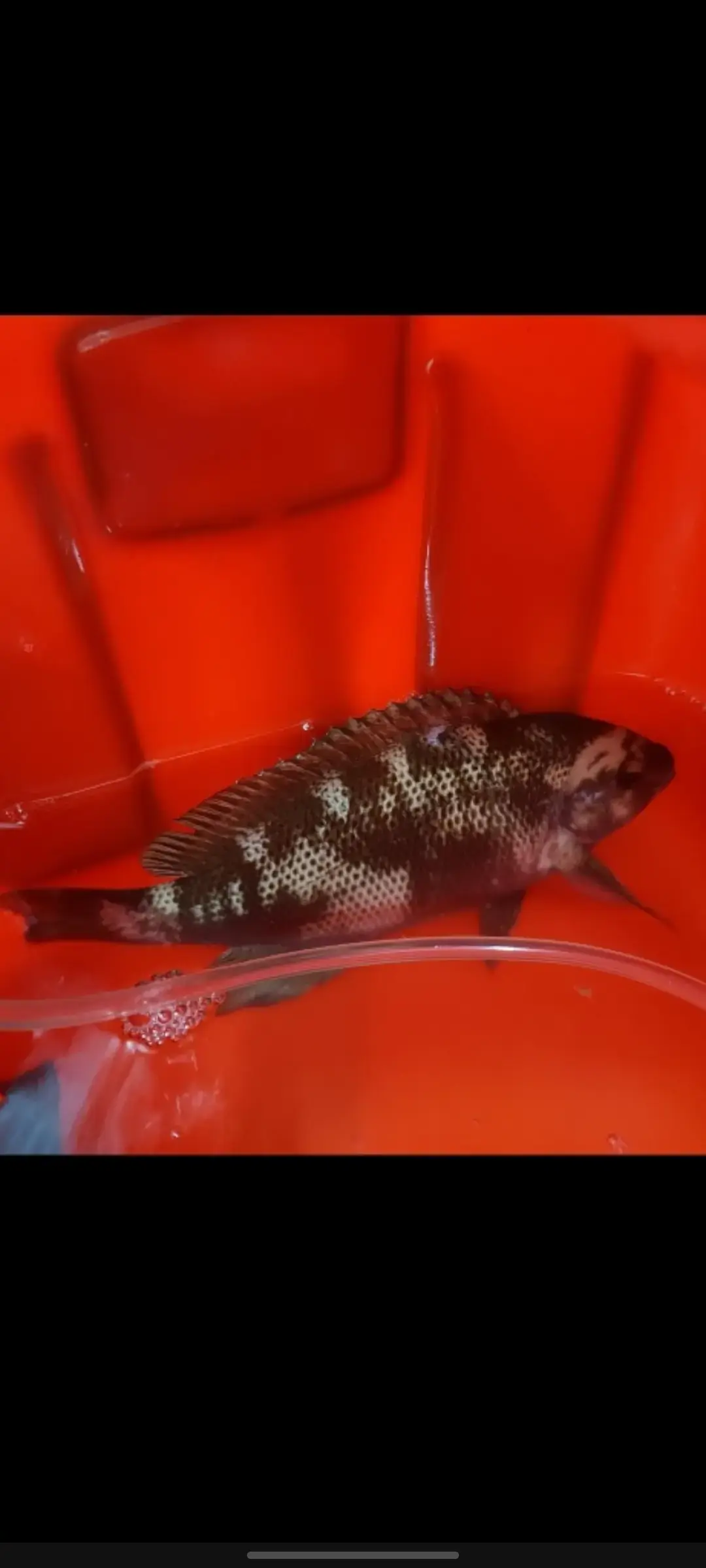 이물고기 이름이뭔가요?