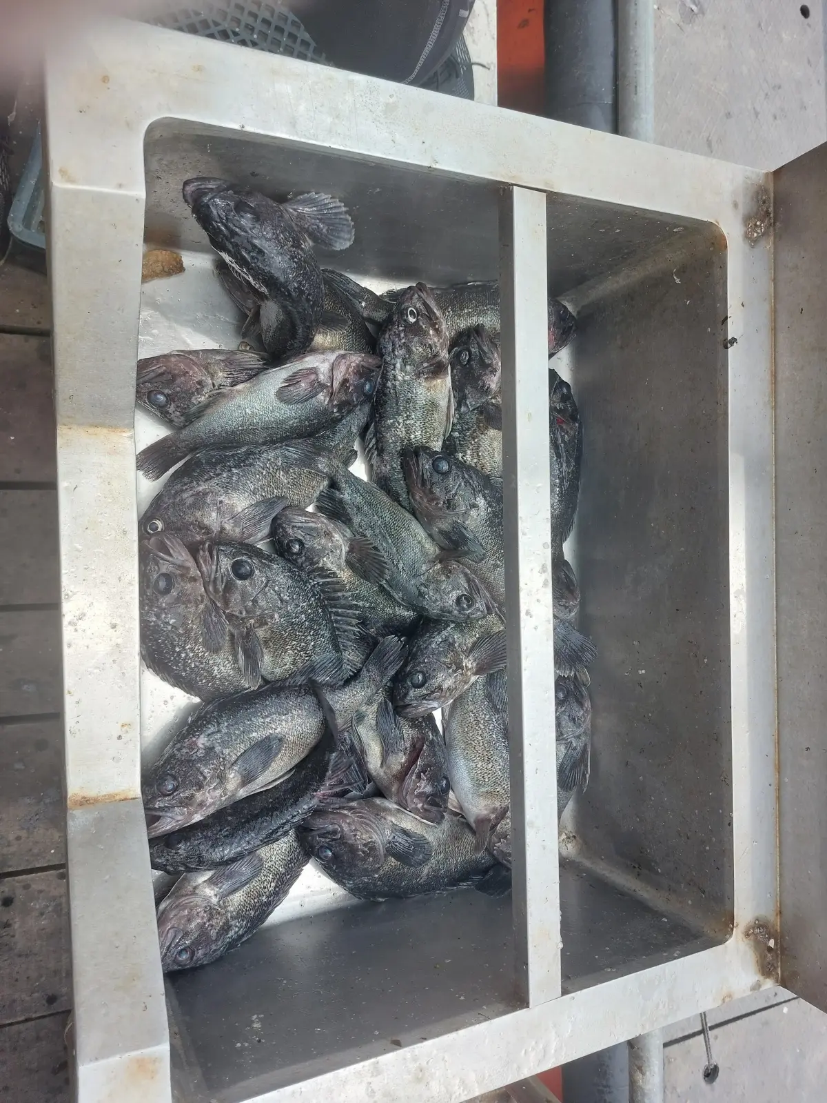 7월 12일 수, 당진권 자연식 좌대 조행기 : 낚시 - 와이고수