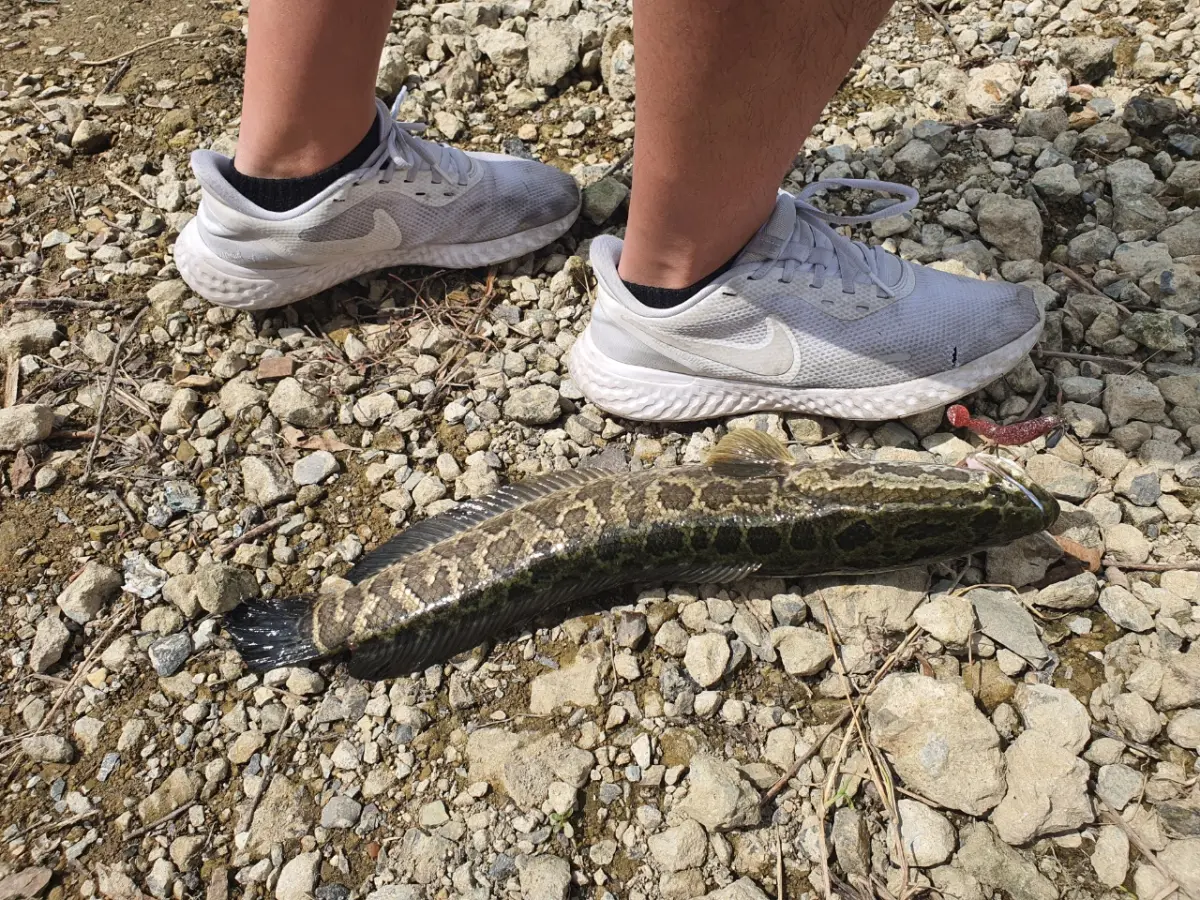 낚갤 기념 가장 기모찌했던 어종