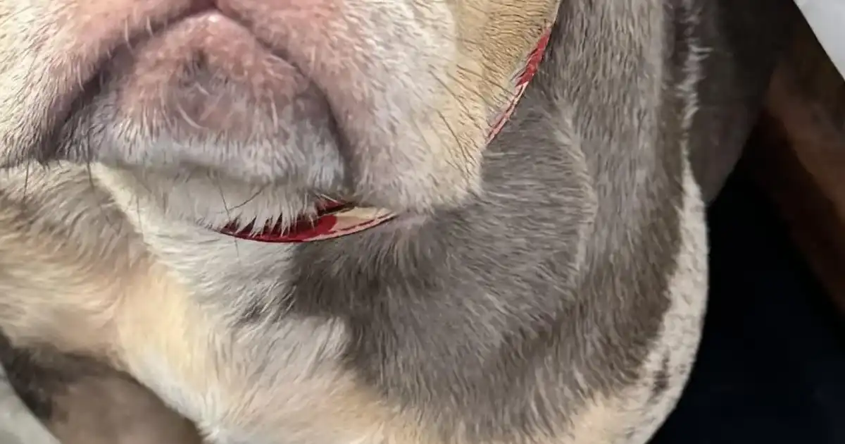 강아지랑 보령갔을때입니다 : 여행 - 와이고수