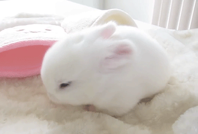 Baby White Bunny Gif